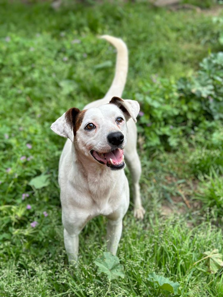 Reportagem: Presidente dos Patudos afirma que abandono animal triplicou ...